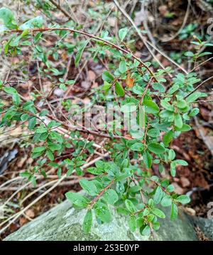 Oregon Boxwood (Paxistima myrsinites Stock Photo - Alamy