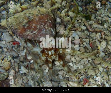 Typical Octopuses (Octopodidae Stock Photo - Alamy