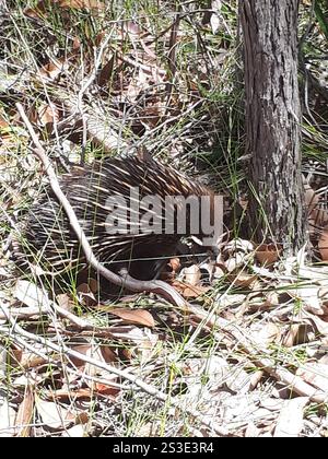 Eastern Short-beaked Echidna (Tachyglossus aculeatus aculeatus Stock ...