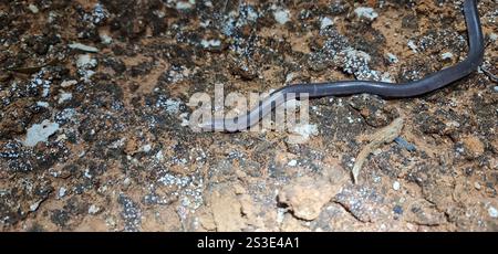 Dark-spined Blind Snake (Anilios bicolor Stock Photo - Alamy