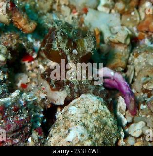 Indo-Pacific Longarm Octopuses (Abdopus Stock Photo - Alamy