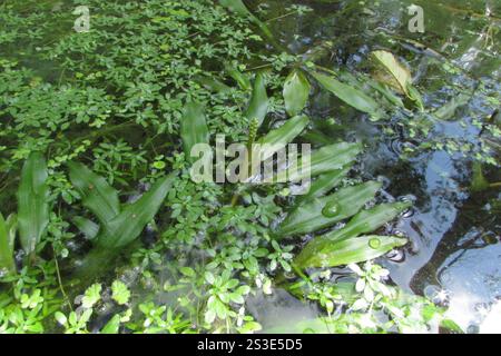 Northern Pondweed (Potamogeton alpinus Stock Photo - Alamy