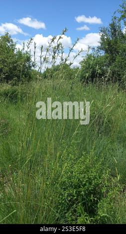 Narrowleaf Turpentine Grass (Cymbopogon pospischilii Stock Photo - Alamy