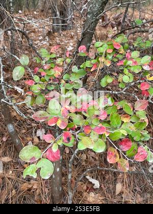 sparkleberry (Vaccinium arboreum Stock Photo - Alamy