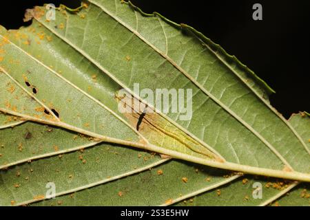 Common Alder Midget (Phyllonorycter rajella) Insecta Stock Photo - Alamy