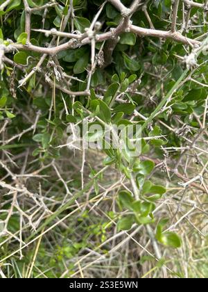 African boxthorn (Lycium ferocissimum Stock Photo - Alamy