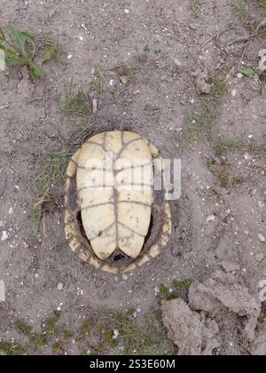 South-American Snake-headed Turtle (Hydromedusa tectifera Stock Photo ...