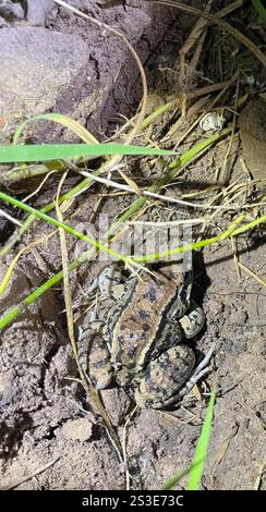 Mustached Frog (Leptodactylus mystacinus Stock Photo - Alamy