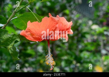 Hibiscus Fragilis (Orange Mauritius Mandrinette Hibiscus) Flower grown ...