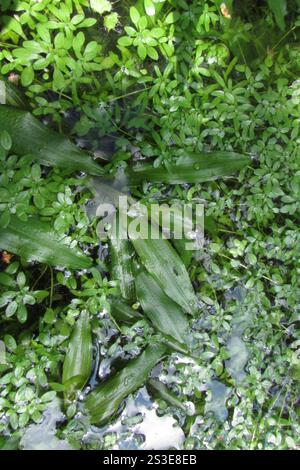 Northern Pondweed (Potamogeton alpinus Stock Photo - Alamy