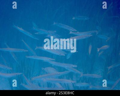 Striped Barracuda (Sphyraena obtusata Stock Photo - Alamy