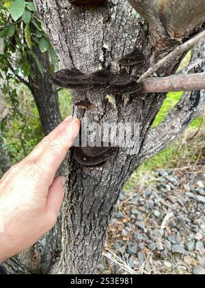 Hairy Hexagonia (Hexagonia hydnoides Stock Photo - Alamy