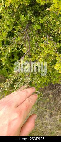 Prickly mingimingi (Leptecophylla juniperina Stock Photo - Alamy