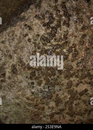 Frosted Grain-spored Lichen (Sarcogyne regularis) Fungi Stock Photo - Alamy