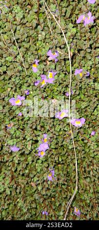 New Zealand Musk (Thyridia repens Stock Photo - Alamy