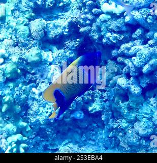 Bluegirdle Angelfish (Pomacanthus navarchus Stock Photo - Alamy