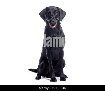 A vertical shot of a beautiful dog against the white background Stock ...