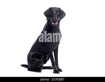 A beautiful shot of a happy black Labrador Retriever running on a beach ...