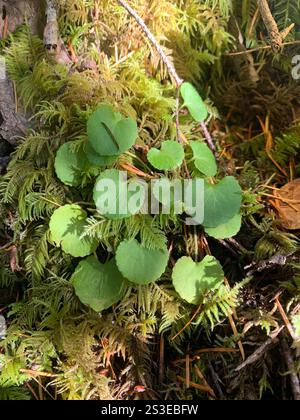 Redwood Violet (Viola sempervirens Stock Photo - Alamy