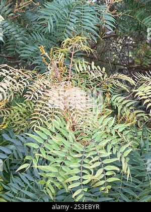 Cedar wattle (Acacia elata Stock Photo - Alamy