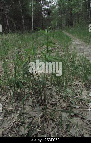 lupine clover (Trifolium lupinaster Stock Photo - Alamy