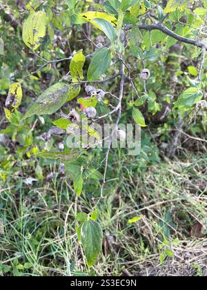 Hackberry Petiole Gall Psyllid (Pachypsylla venusta Stock Photo - Alamy