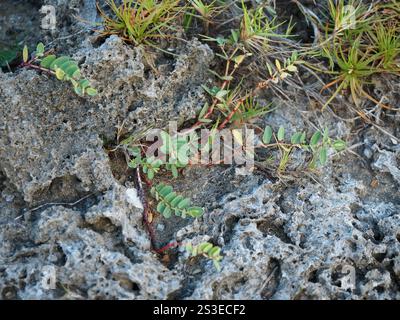 Sweet Spurge (Euphorbia atoto Stock Photo - Alamy