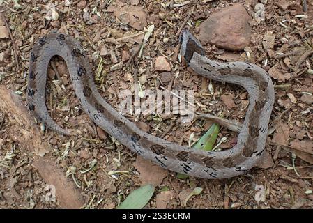 Snouted Night Adder (Causus defilippii Stock Photo - Alamy