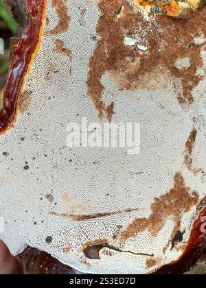 West Coast Reishi (Ganoderma oregonense Stock Photo - Alamy
