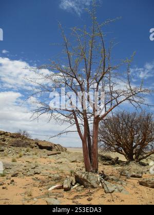 African Star-Chestnut (Sterculia africana Stock Photo - Alamy