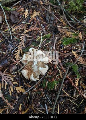 Rounded Earthstar, Geastrum saccatum, in the moist forest at Staircase ...