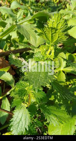 Dwarf Nettle (Urtica urens Stock Photo - Alamy