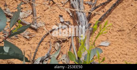 eastern mallee dragon (Ctenophorus spinodomus Stock Photo - Alamy