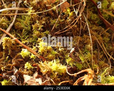 Yellow Starry Fen Moss (Campylium stellatum Stock Photo - Alamy