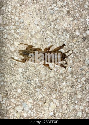 Lesser Short-winged Mole Cricket (Neoscapteriscus abbreviatus) Insecta ...
