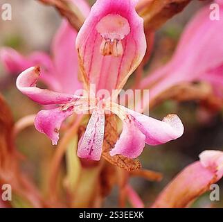 Small Pink Satyre (Satyrium erectum Stock Photo - Alamy