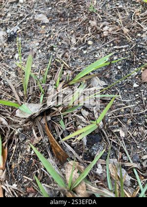 Thin Paspalum (Paspalum setaceum Stock Photo - Alamy