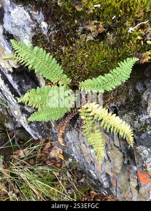 fragrant wood fern (Dryopteris fragrans Stock Photo - Alamy