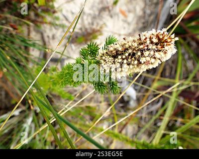 Foxy Slangbos (Stoebe alopecuroides Stock Photo - Alamy