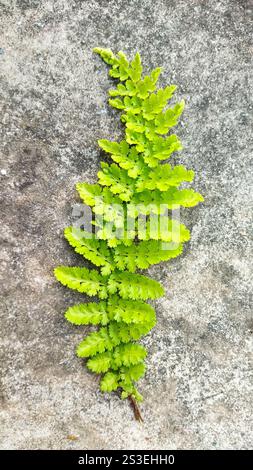 Scented Fern (Anemia afrorum Stock Photo - Alamy