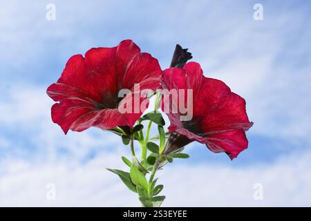 Close-up of Petunia x hybrida 'Purple Wave' flowers in full bloom in ...