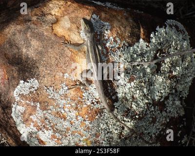 Nobbi Dragon (Diporiphora nobbi Stock Photo - Alamy