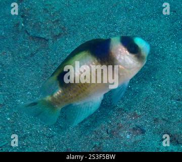 Blackbanded Damsel (Amblypomacentrus breviceps Stock Photo - Alamy
