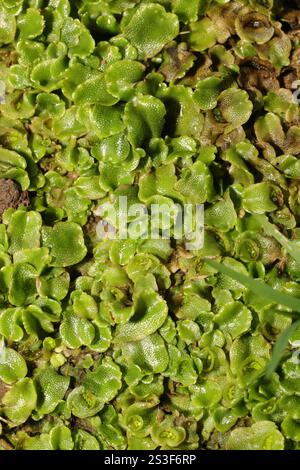 Crescent-cup liverwort (Lunularia cruciata Stock Photo - Alamy