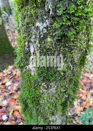 fan moss (Forsstroemia trichomitria Stock Photo - Alamy