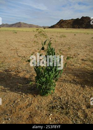Trellis Vine (Pergularia daemia daemia Stock Photo - Alamy