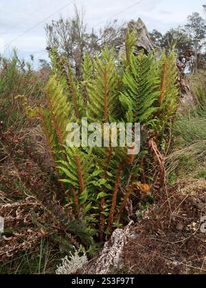 mother shield-fern (Polystichum proliferum Stock Photo - Alamy