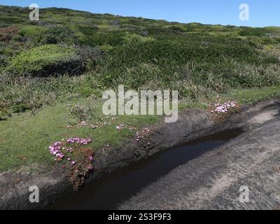 Jellybeans (Disphyma crassifolium clavellatum Stock Photo - Alamy