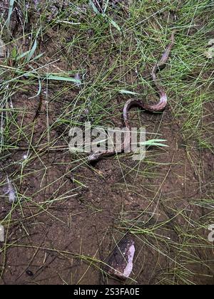 Coastal House Snake (Mesotes strigatus Stock Photo - Alamy