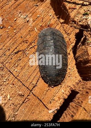 bark cockroach (Laxta granicollis Stock Photo - Alamy